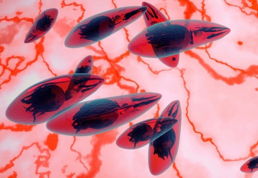 One in Three People Has This Eye Parasite — Lorphic news